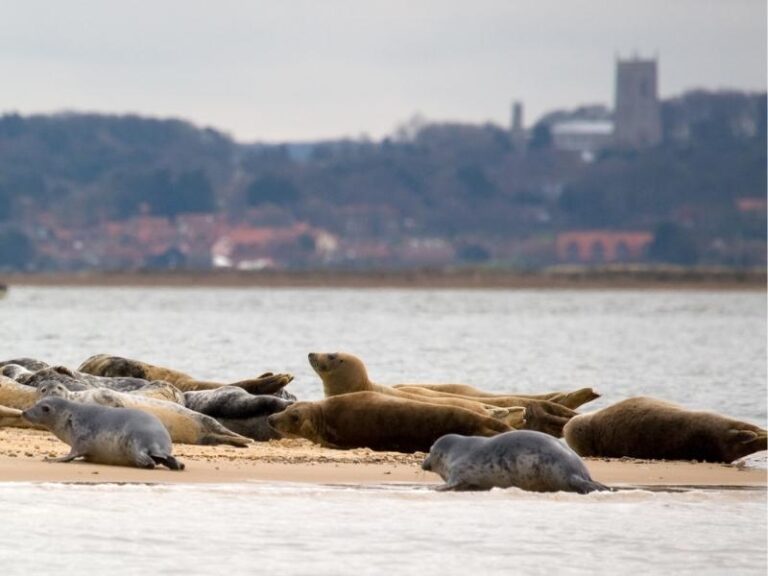 Things to Do in Norfolk: 37 of the Very Best Attractions | Written by a ...