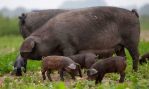 26 Norfolk Food & Drink You Must Try! | Written by a Local