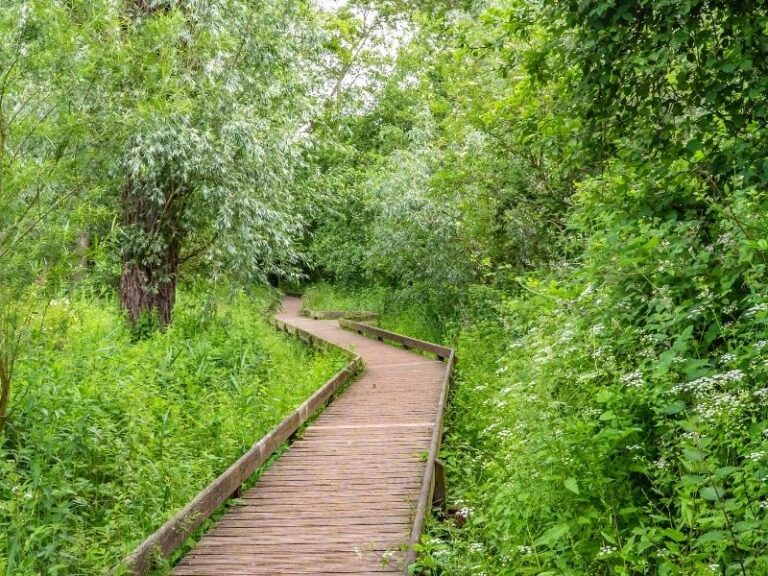 13 of the Best Norfolk Broads Walks | Written by a Local