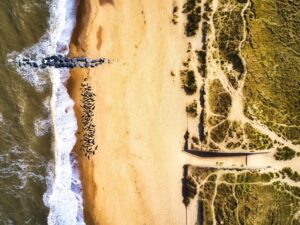 Horsey Beach - Complete Visitor Guide | Written by a Local