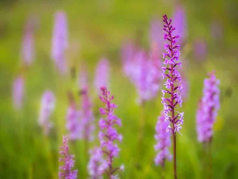 Norfolk Nature Reserves - Ultimate A-Z Guide | Written by a Local