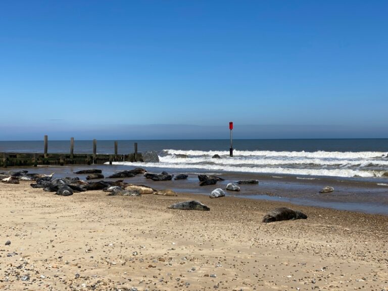 10 Brilliant Reasons to Visit Norfolk! | Written by a Local